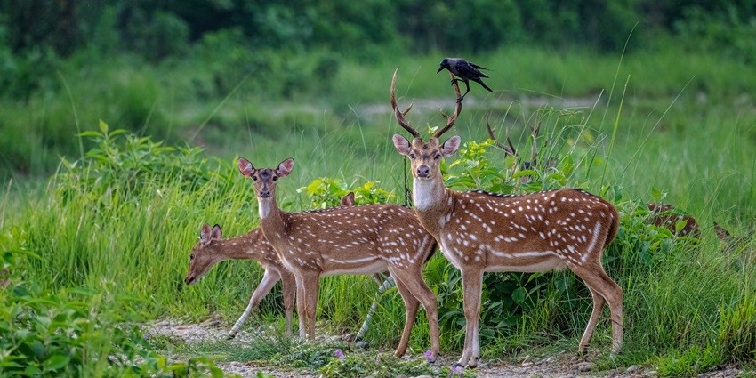 Uncover Dihang Dibang National Park: The Ultimate Tour Guide - TripXL