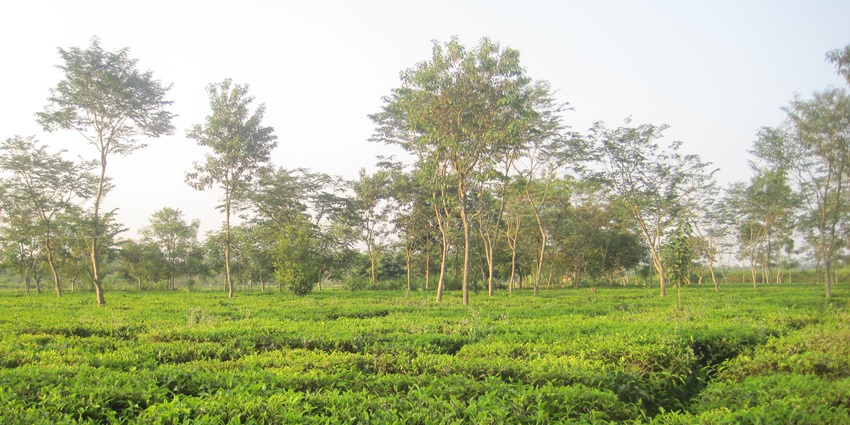 Top 13 Places To Visit In Dibrugarh: Discover Assam's Tea City - TripXL