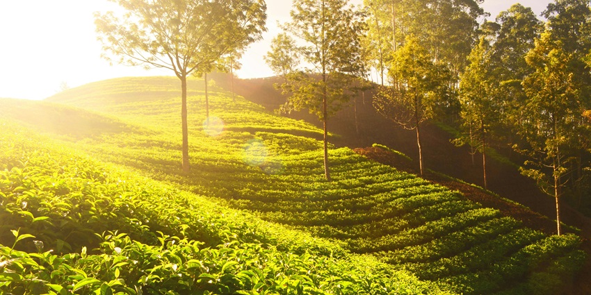 Top 13 Places To Visit In Dibrugarh: Discover Assam's Tea City - TripXL