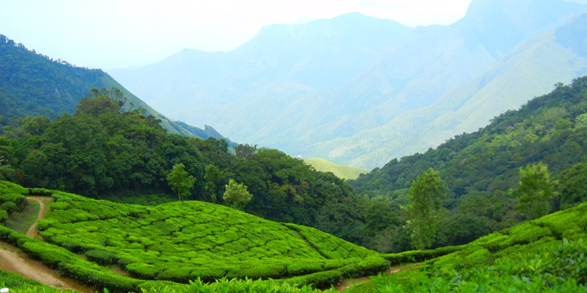 Kannan Devan Tea Museum: Explore Tea and Tradition - TripXL
