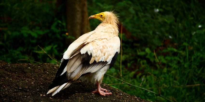 Vizag Zoo: Chance To Witness Some Of The Exquisite Animals - TripXL