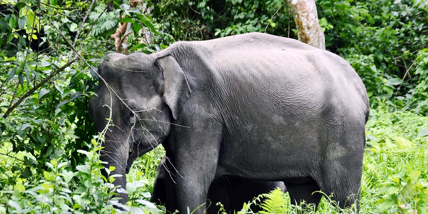 Nameri National Park: Exploring Assam’s Exotic Wildlife - TripXL