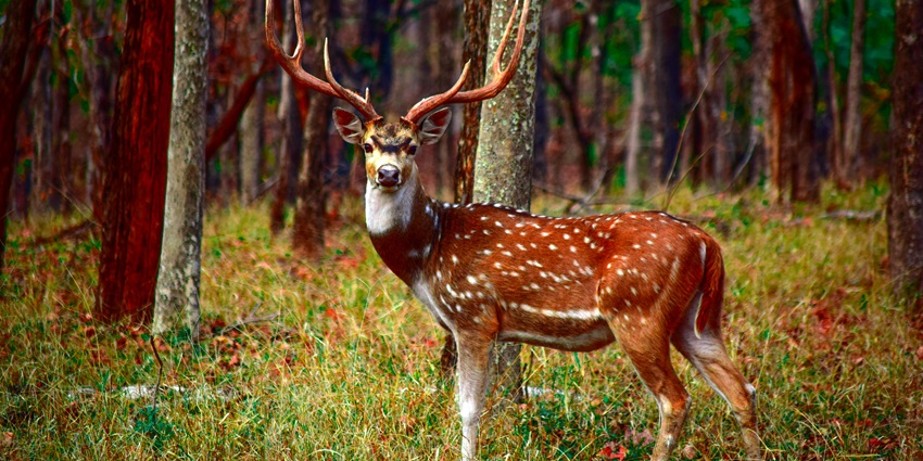 Keibul Lamjao National Park: Explore Manipur’s Exotic Fauna - TripXL