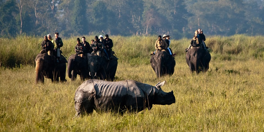Dehing Patkai National Park: Explore Assam's Natural Reserves - TripXL