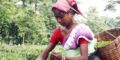 Top 12 Places To Visit In Jorhat: Your Next Escapade In Assam - TripXL