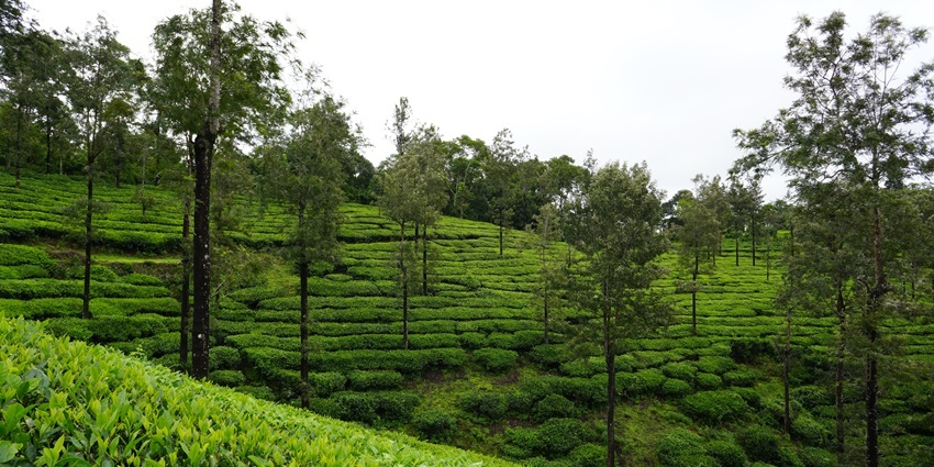9 Places To Visit In Vagamon For A Scenic Escapade- TripXL