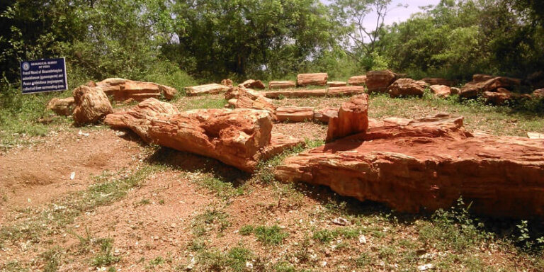 Top 13 Places To Visit In Barmer: Rajasthan’s Desert Wonders - TripXL