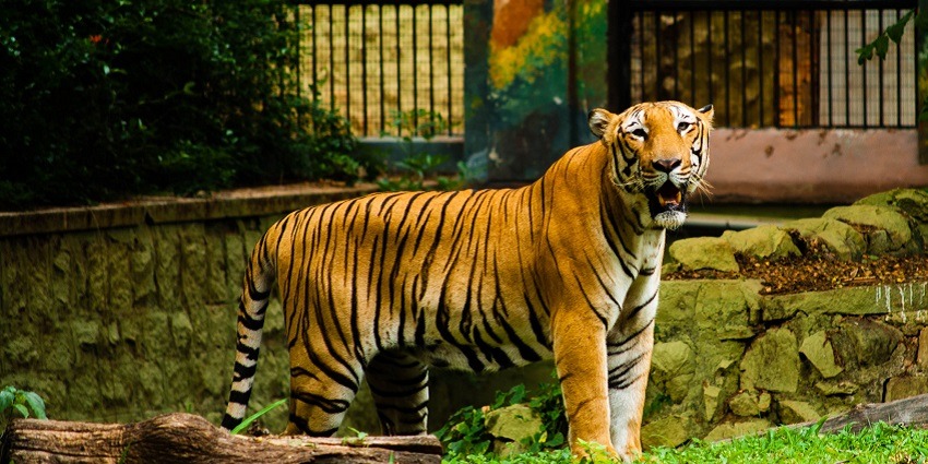 Zoo In Karnataka: Get Ready To Meet The Exquisite Wildlife - TripXL