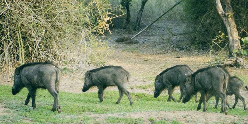 Bandipur Safari: Explore The Karnataka's Wildlife Paradise - TripXL