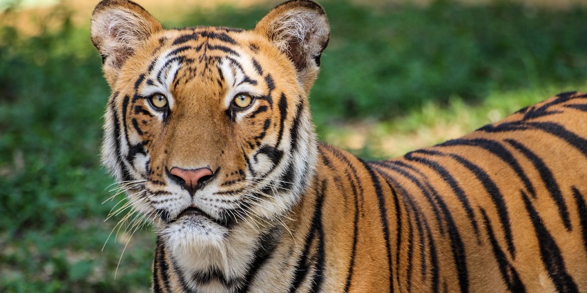 Butterfly Park Bannerghatta: A Colourful Oasis In karnataka - TripXL