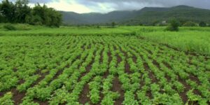 Places To Visit In Baramati: Discover Gems Of Maharashtra - TripXL