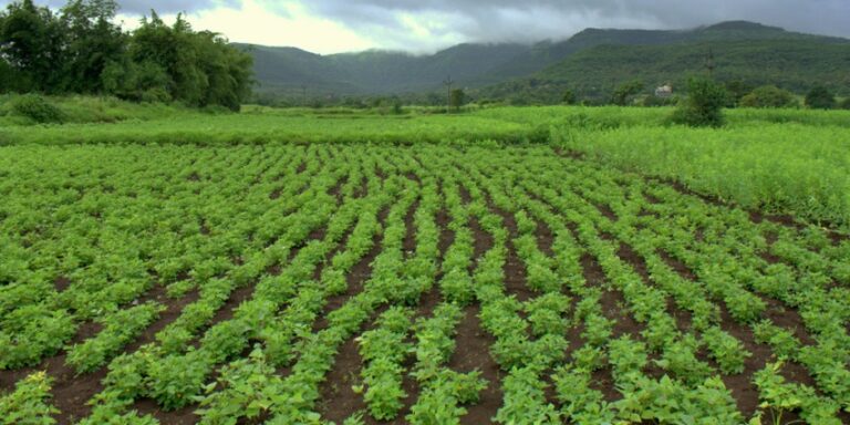 Places To Visit In Baramati: Discover Gems Of Maharashtra - TripXL