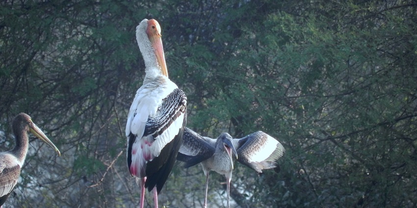 Explore Bijoliya Fort: A Journey Into Rajasthan's Rich Past - TripXL