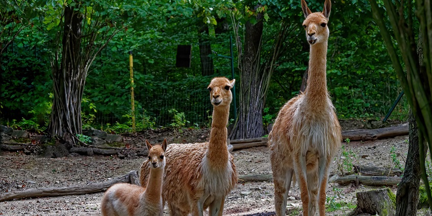 About The Nandan Van Zoo: Take A Walk On The Wild Side - TripXL