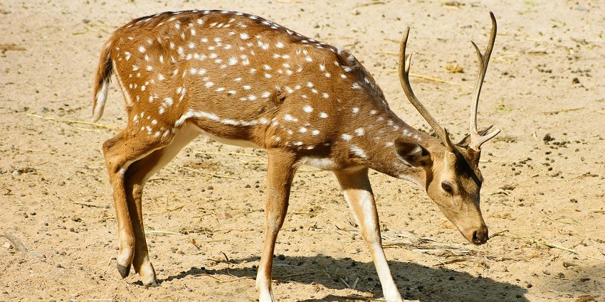 Similipal National Park: A Closer Look At Wildlife Of Odisha - TripXL