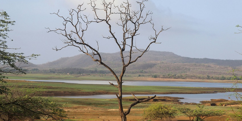 Gir National Park: A Detailed Guide About This Serene Abode - TripXL