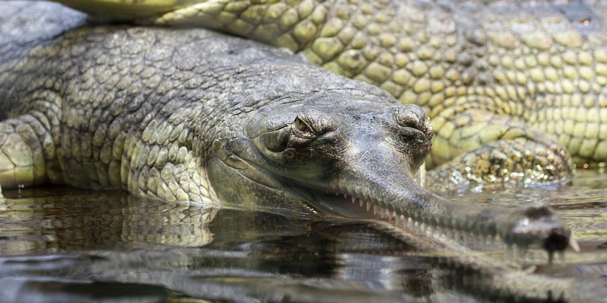 Son Gharial Wildlife Sanctuary: The Habitat Of Gharials - TripXL