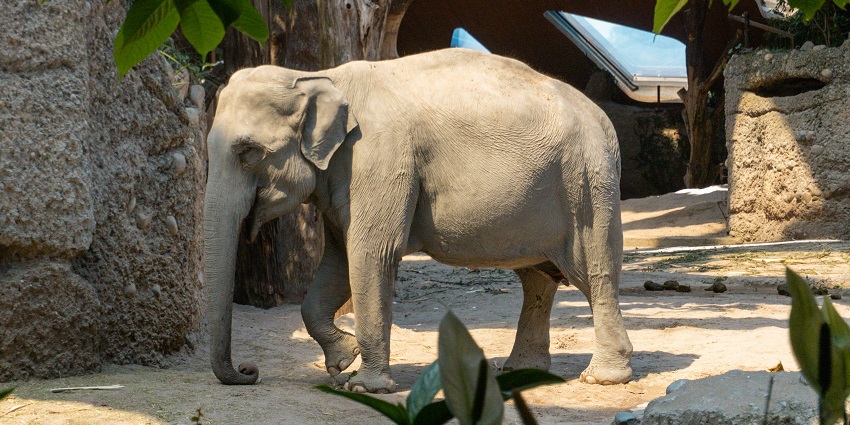 Indore Zoo: Discover The Magic Of This Animal Kingdom - TripXL