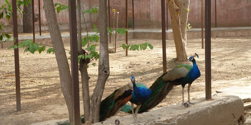 Jaipur Zoo: A Safe Haven For Animals And Birds In Rajasthan - TripXL