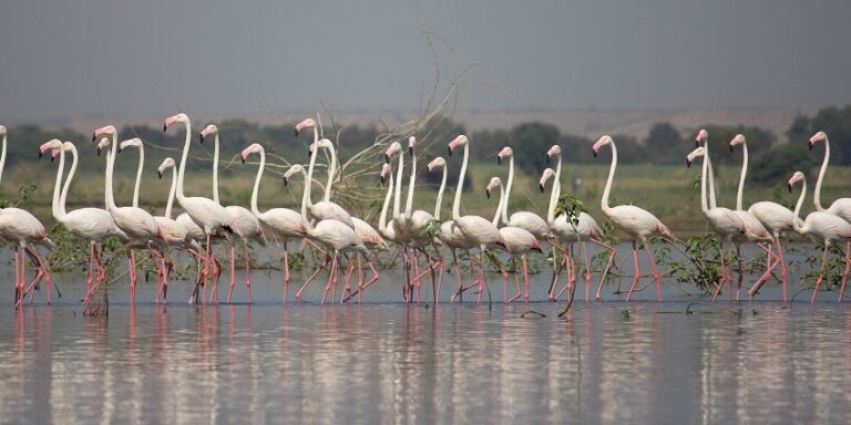 Places To Visit In Baramati: Discover Gems Of Maharashtra - TripXL