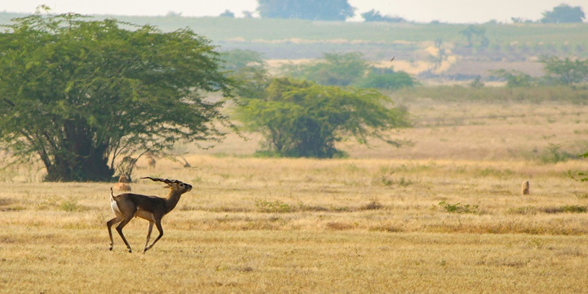 Wildlife Sanctuaries In Haryana: Discover Nature’s Wonders - TripXL