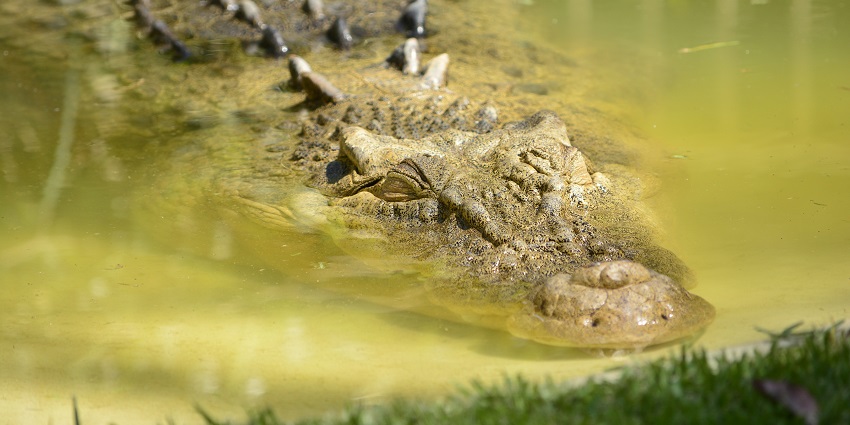 12 National Parks In Odisha Ideal For Wildlife Enthusiasts - TripXL