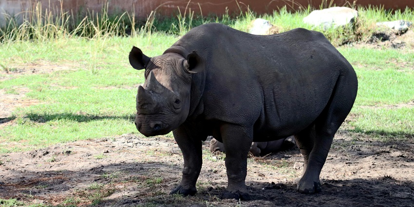 Zoos In Haryana: Discover Wildlife And Conservation Efforts - TripXL