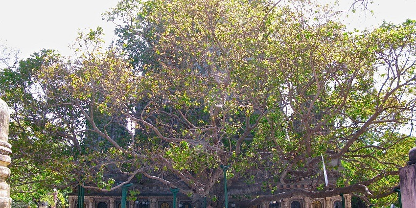 Mahabodhi Temple: Your Complete Guide To Enlightenment - TripXL