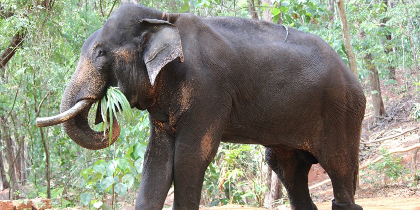 Ponda Fort: A Majestic Fort That Should Be On Your List - TripXL