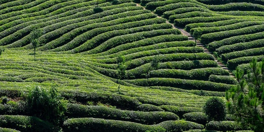 Zoo In Palampur: Wildlife and Nature In Himachal Pradesh - TripXL