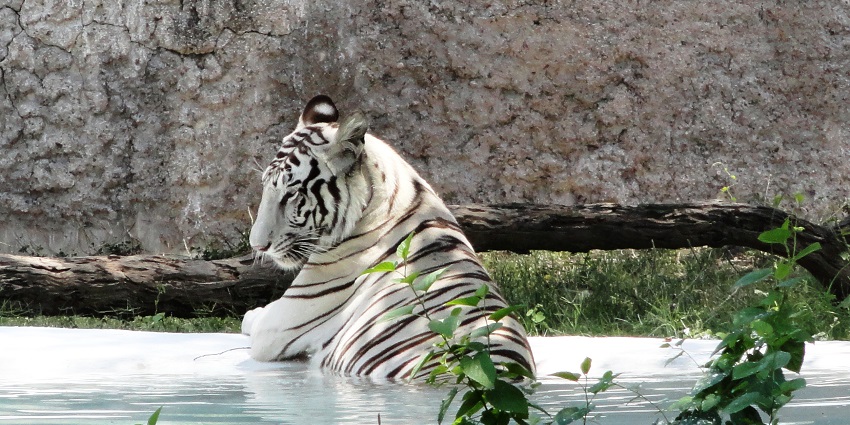 10 Places To Visit Near Chandigarh For An Amazing Getaway - TripXL