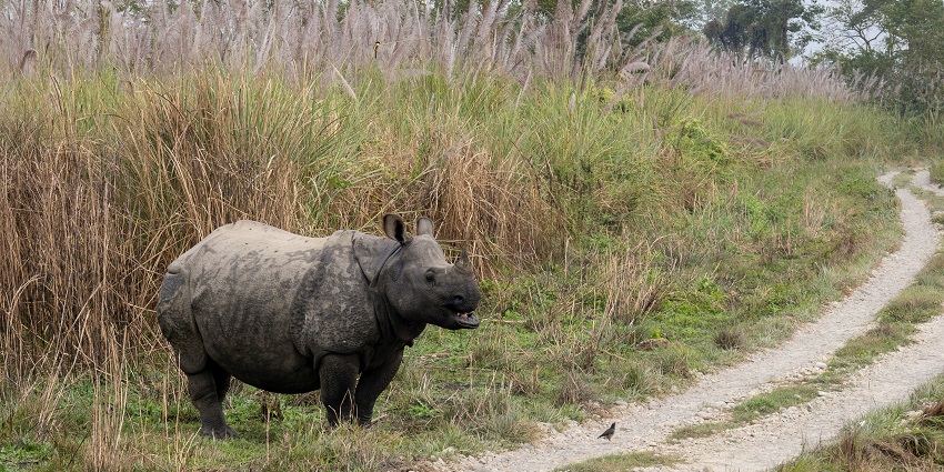 Chitwan Jungle Safari: An Unforgettable Experience In Nepal - TripXL