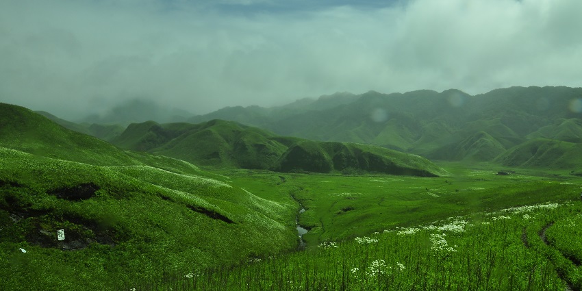 Dzukou Valley In July: Explore The Mesmerising Wonderland - TripXL