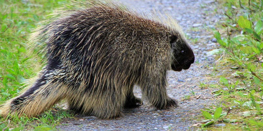 Top 10 Wildlife Sanctuaries In Punjab For a Safari Adventure - TripXL