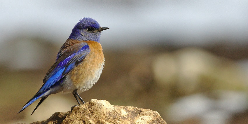 Barda Wildlife Sanctuary: Know The Wildlife Of The Region - TripXL