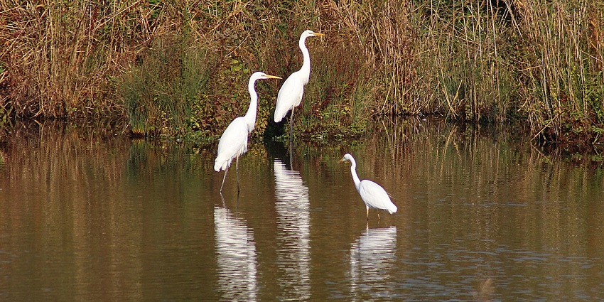 Barnawapara Wildlife Sanctuary: A Picturesque Nature Reserve - TripXL