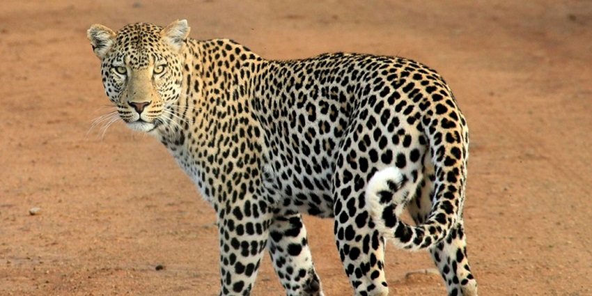 Kuldiha Wildlife Sanctuary: A Guide To Explore The Wildlife - TripXL