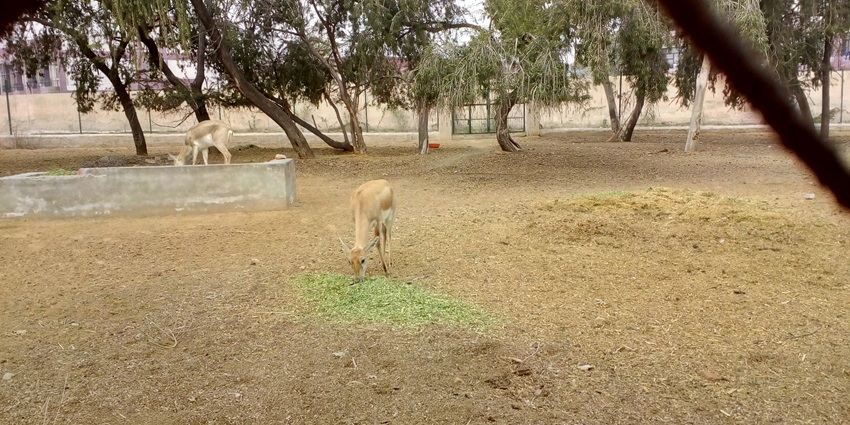 Rohtak Zoo: A Fun-Filled Family Day With Wildlife Encounters - TripXL