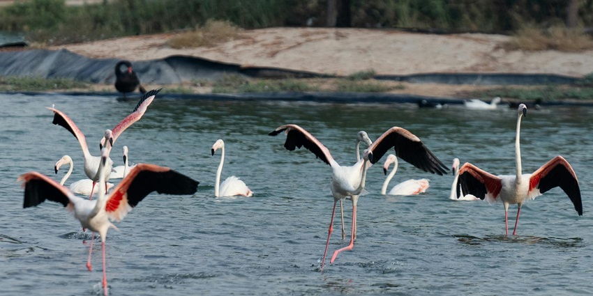 Madhai Wildlife Sanctuary: Wandering With The Wild Things - TripXL