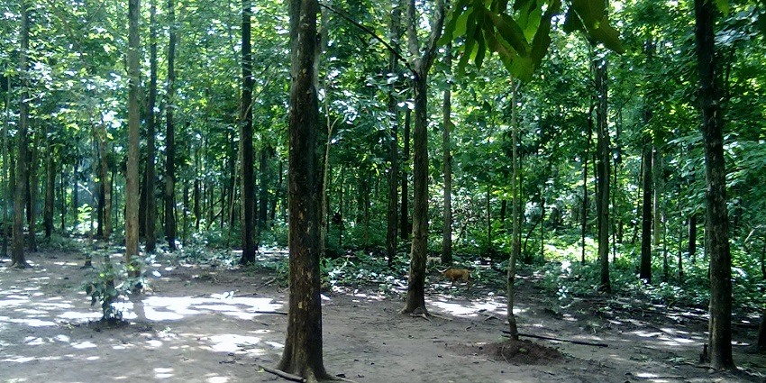 The Enchanting Aare Waterfalls In The Serene Andhra Forests - TripXL