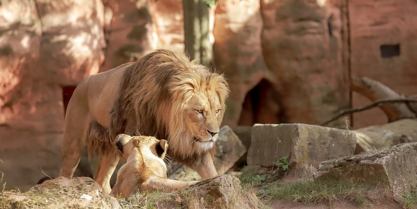 Nandankanan Zoo: Enjoy Safari Vibes At This Wildlife Zone - TripXL