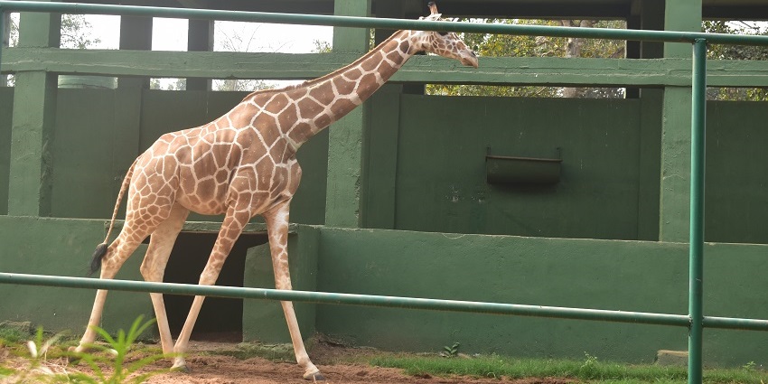 Nandankanan Zoo: Enjoy Safari Vibes At This Wildlife Zone - TripXL