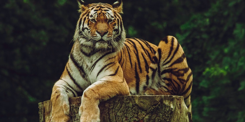 Palamu National Park: A Haven For Mighty Endangered Tigers - TripXL