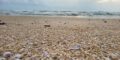 Serene Beaches Near Mysore: A Getaway In Tropical Paradise - TripXL