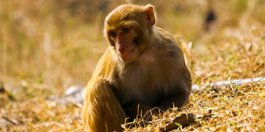 Parsa National Park: Explore The Exotic Fauna In Nepal - TripXL