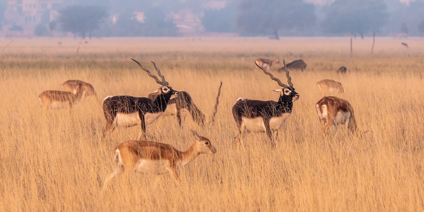 Ramsagar Wildlife Sanctuary: A Paradise For Nature’s Lovers - TripXL