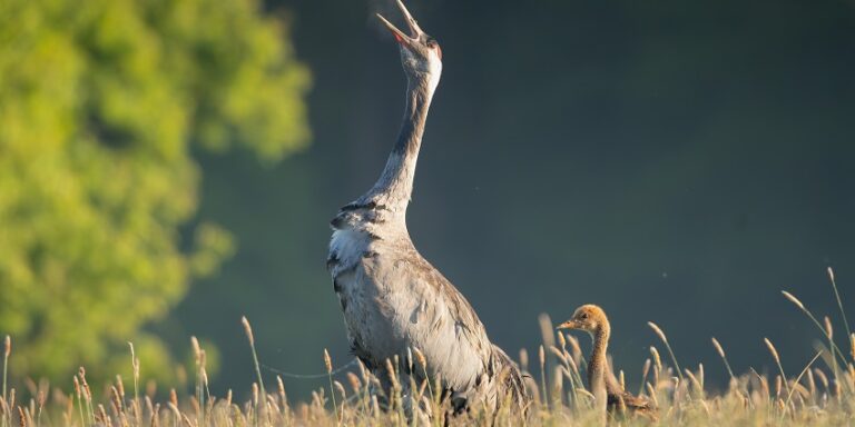 Top 10 Wildlife Sanctuaries In Punjab For a Safari Adventure - TripXL