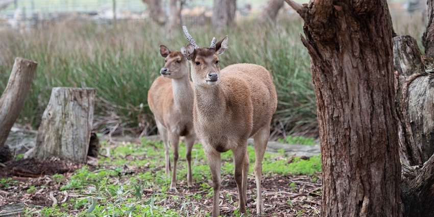 Top Wildlife Sanctuaries In Udaipur For Nature Enthusiasts - TripXL