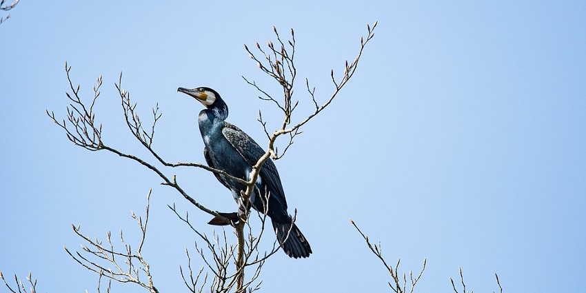 Sakteng Wildlife Sanctuary: Explore Bhutan’s Wilderness - TripXL