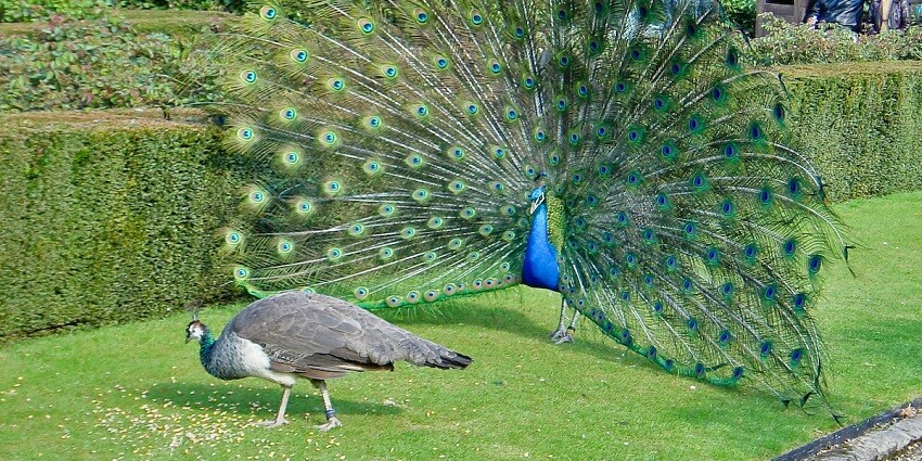 Indroda Nature Park: A Wildlife Sanctuary In Scenic Gujarat - TripXL